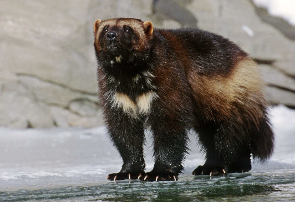 Wolverines spotted at Mount Rainier National Park for the first time in ...