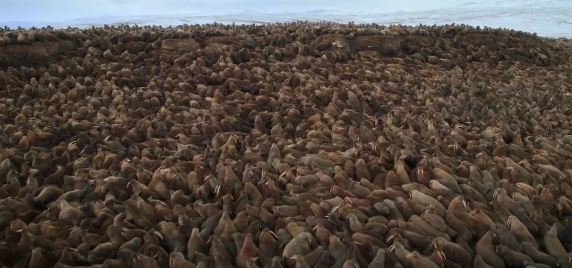 VIDEO: Largest gathering of Walrus – Nya Sustainability